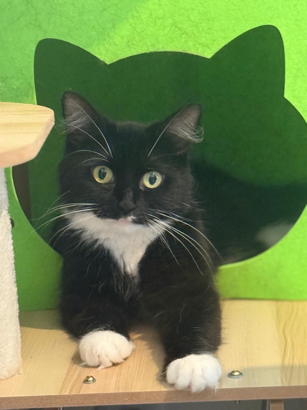 Cats and kittens – Mini Beasts Rescue