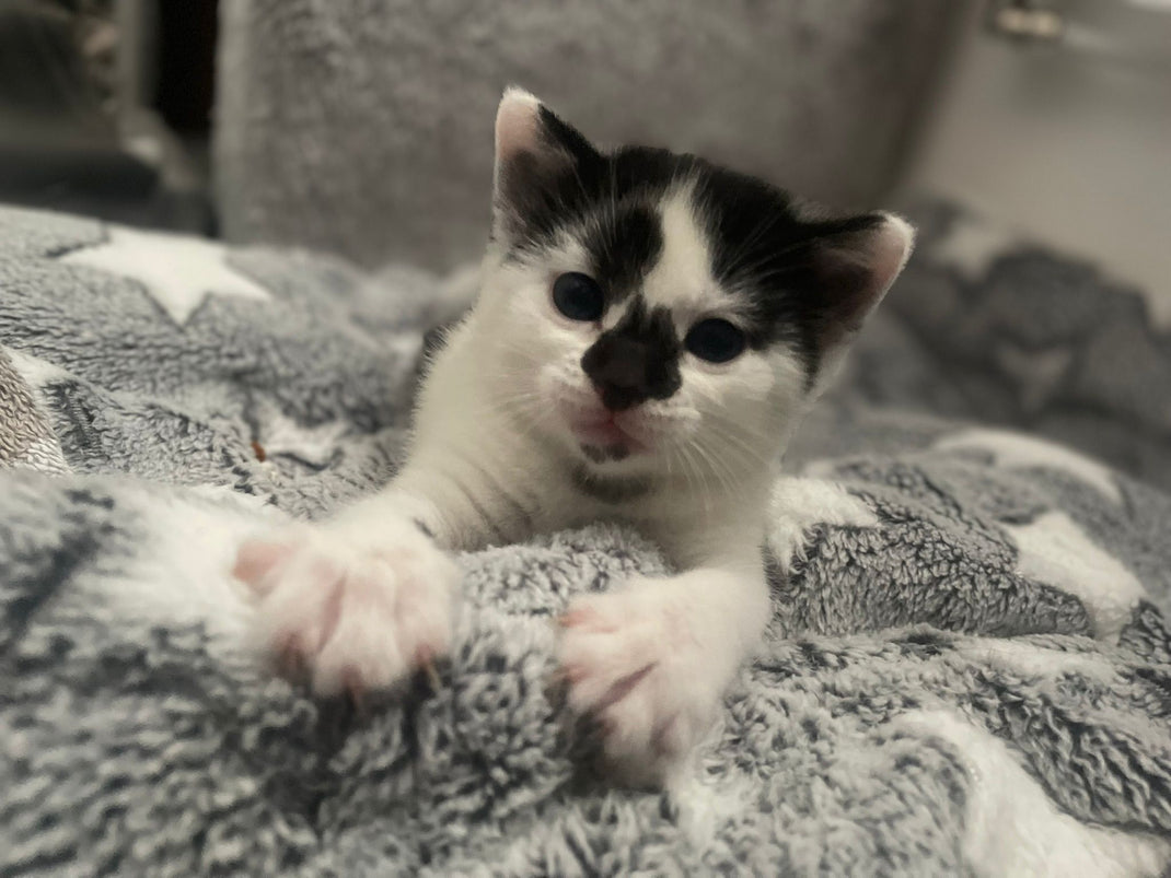 How Can I Help? – Mini Beasts Rescue