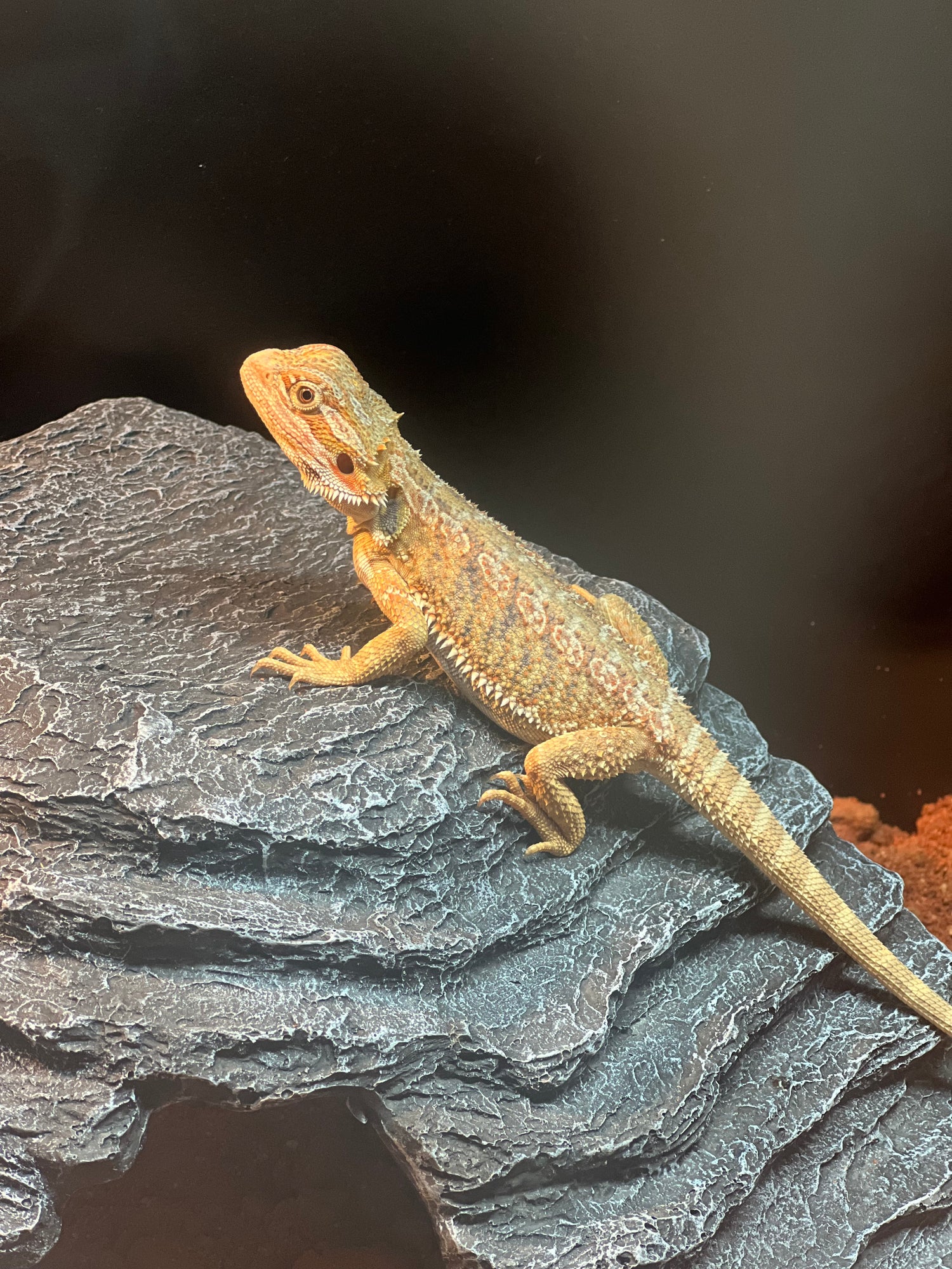 Adoption Process – Mini Beasts Rescue