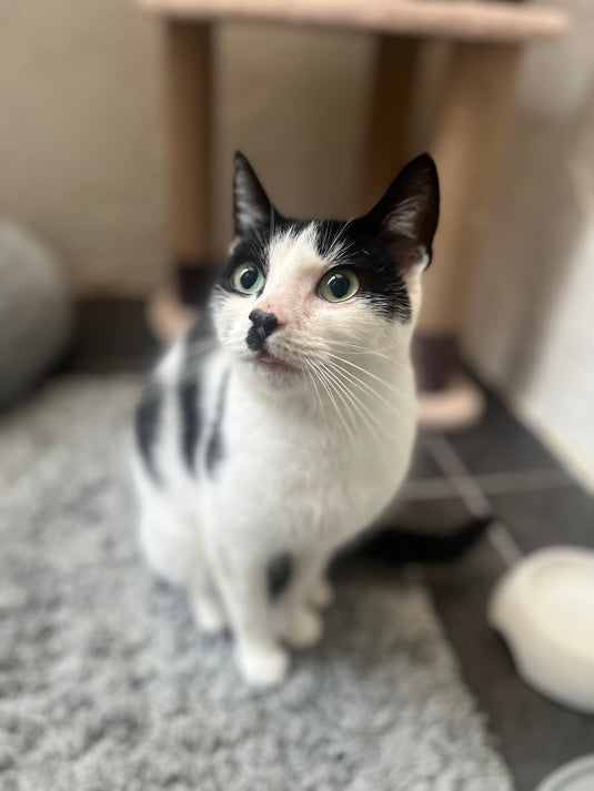 Find Your New Furbaby – Mini Beasts Rescue