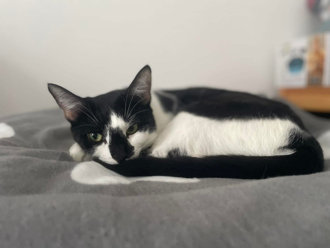 Successful Adoptions – Mini Beasts Rescue