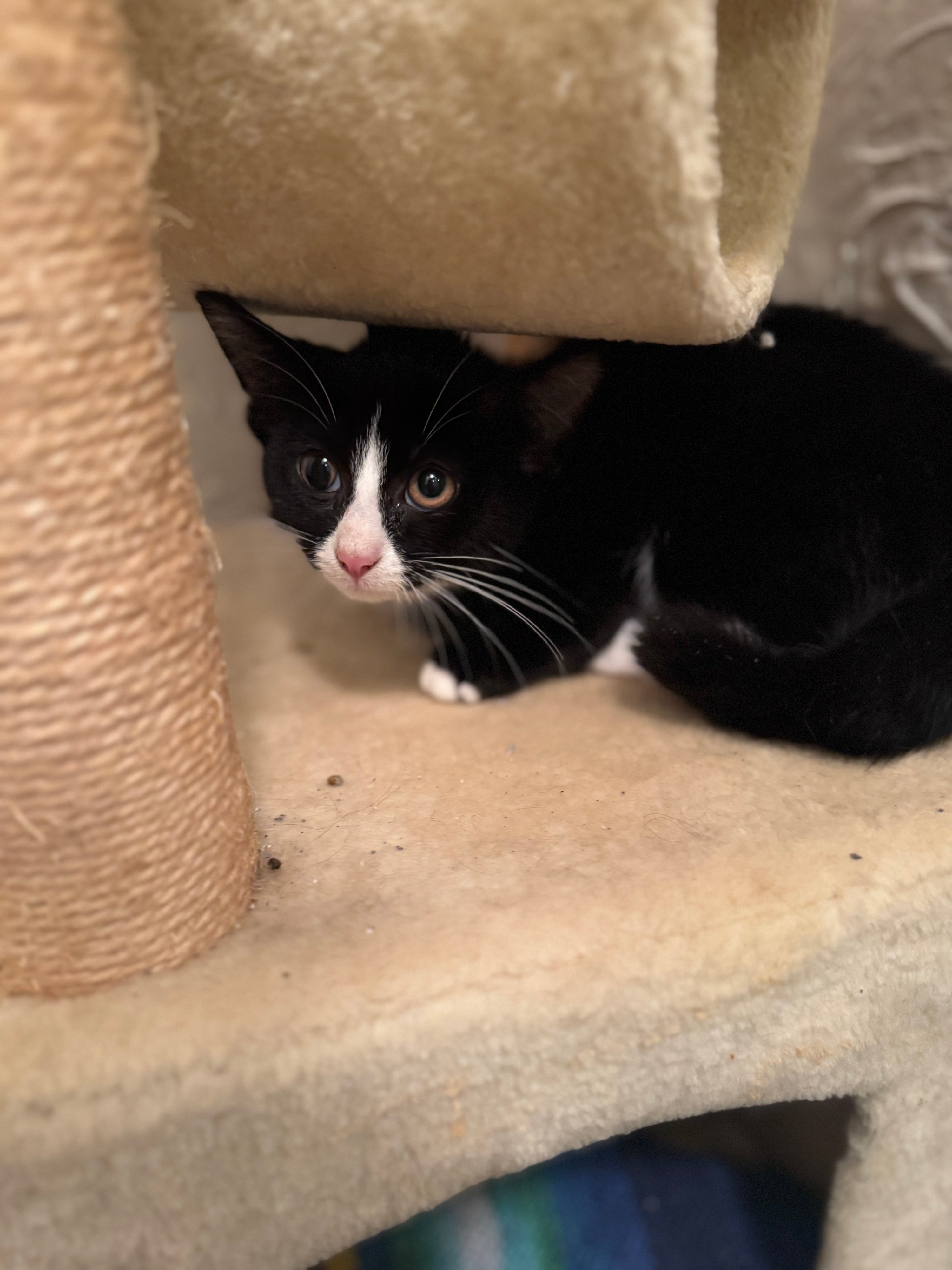Mini Beasts Rescue