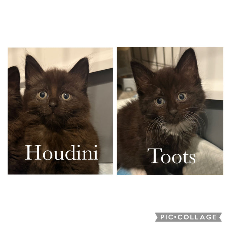 Cats and kittens – Mini Beasts Rescue