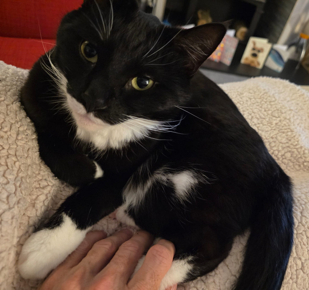 Cats and Kittens – Mini Beasts Rescue